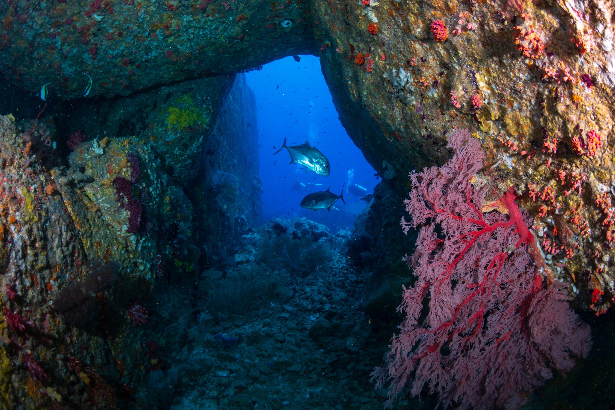 Dive Centers In Maldives Dusitd2 Feydhoo Mesmerising Feydhoo Finolhu